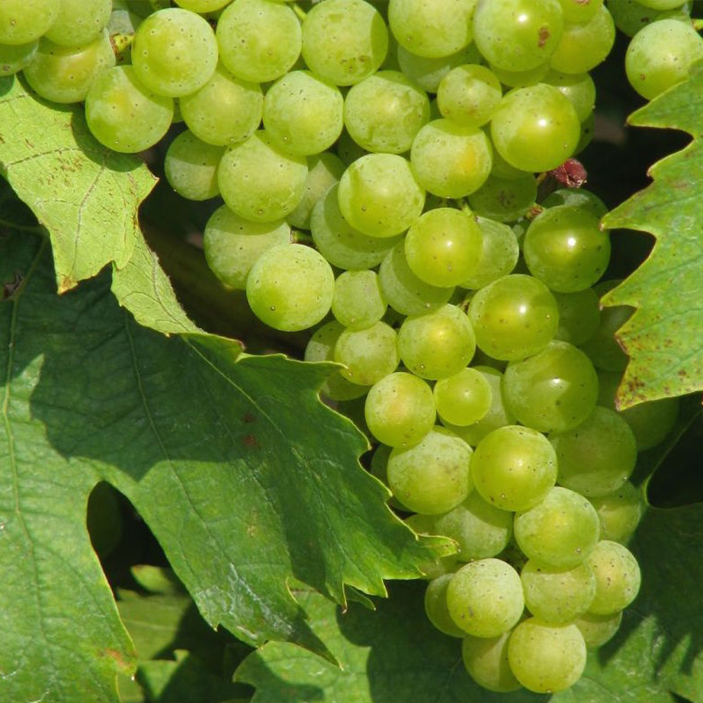 Raisin blanc d'Inde les 500gr - eL'Avenue - Le drive de L'Avenue ...